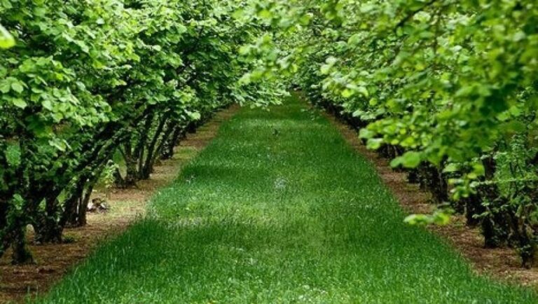 Hazelnut Production In Turkey: The Global "Green Gold" • Turkpidya 🇹🇷
