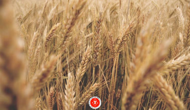 Agriculture In Turkey: 2026 Outlook, Harvest Statistics & New ...